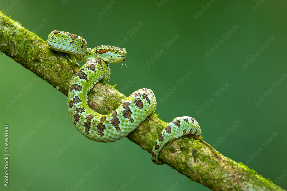 Bothriechis supraciliaris, the blotched palm-pit viper, is a species of ...