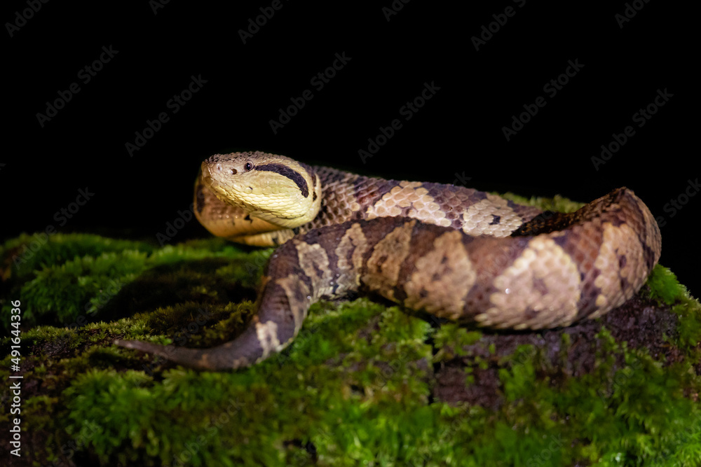 Metlapilcoatlus mexicanus is a venomous pitviper species endemic to ...