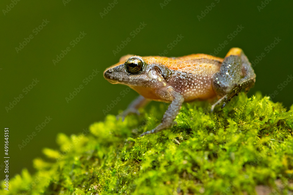 Craugastor stejnegerianus is a species of frog in the family ...