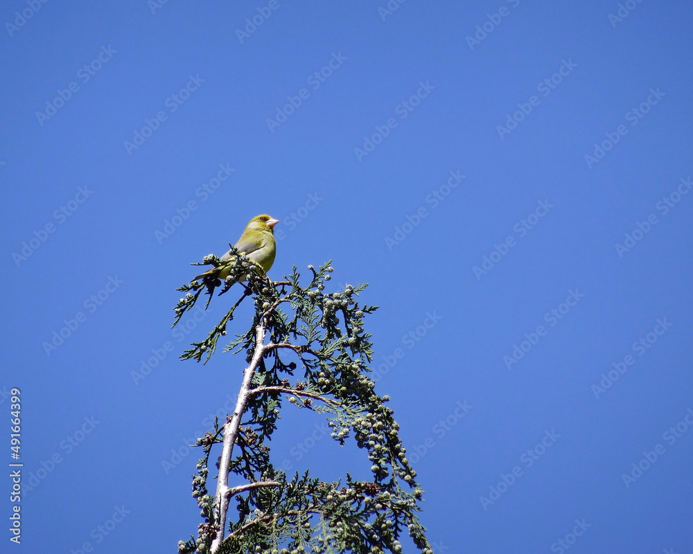 A finch chloris who have large conical bills and large yellow patches ...