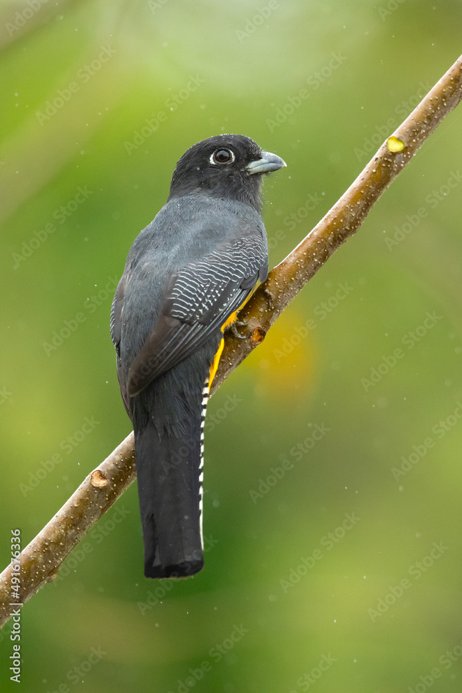 The gartered trogon (Trogon caligatus), also known as the northern ...