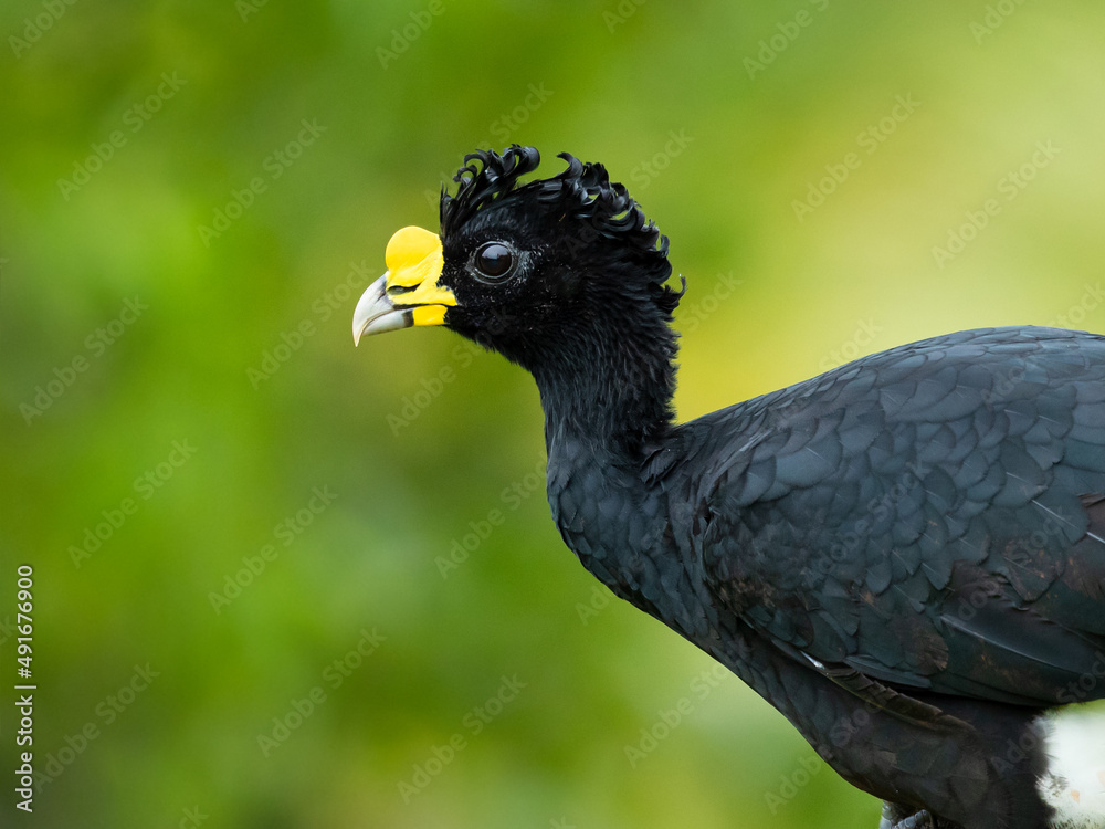 The great curassow (Crax rubra) is a large, pheasant-like bird from the ...