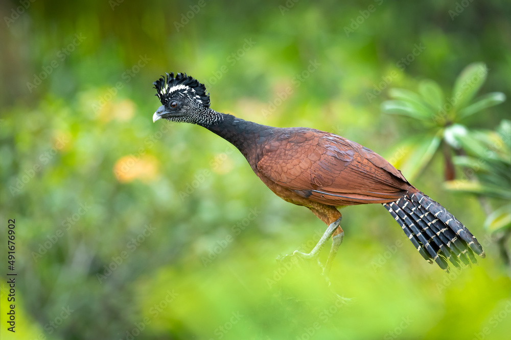 The great curassow (Crax rubra) is a large, pheasant-like bird from the ...