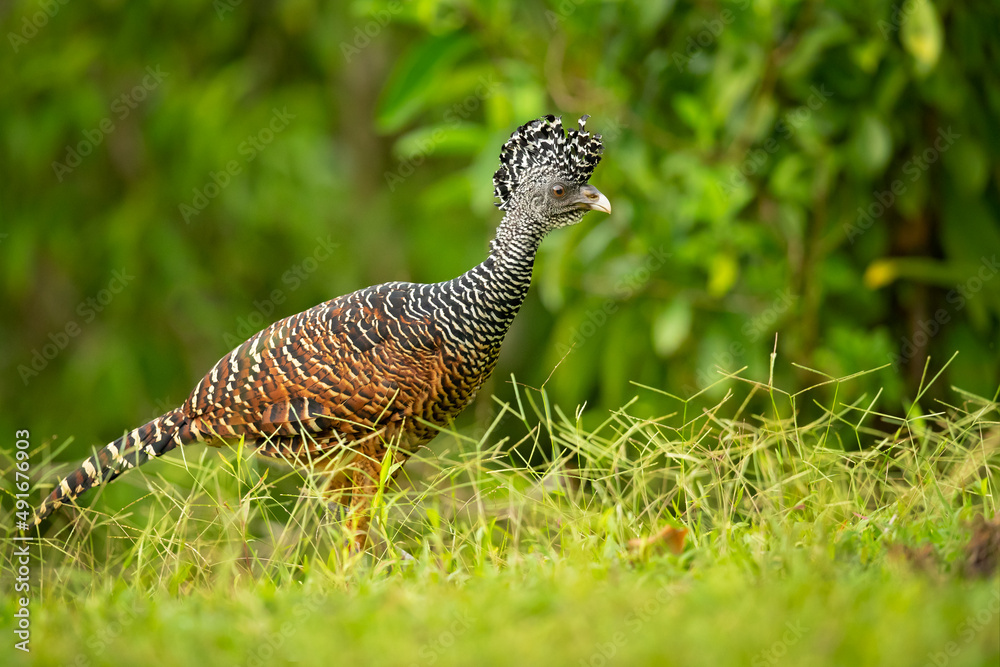 The great curassow (Crax rubra) is a large, pheasant-like bird from the ...