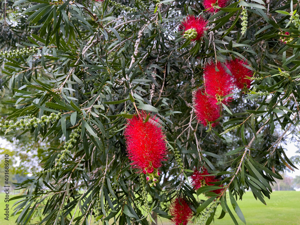 Beautiful Red Drooping Flowers of a Weeping Bottlebrush Tree in a ...