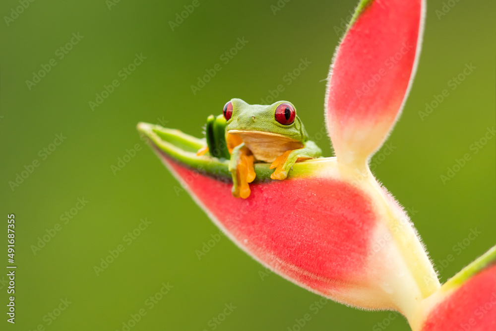 Agalychnis callidryas, known as the red-eyed tree frog, is an arboreal ...