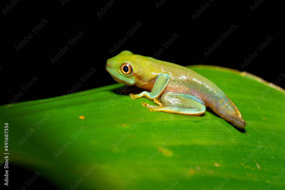 Agalychnis callidryas, known as the red-eyed tree frog, is an arboreal ...