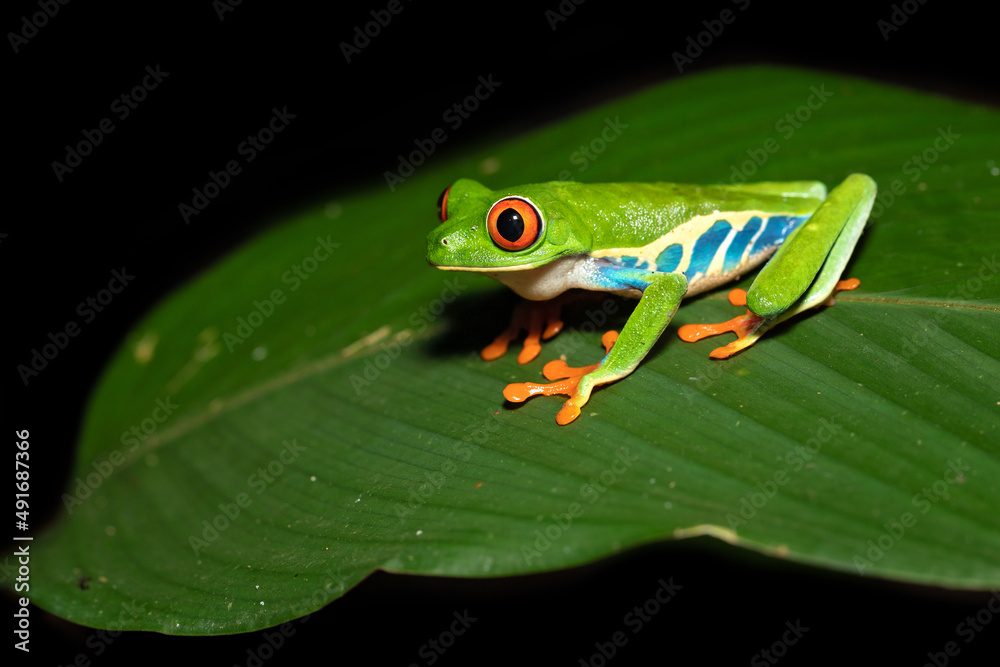 Agalychnis callidryas, known as the red-eyed tree frog, is an arboreal ...