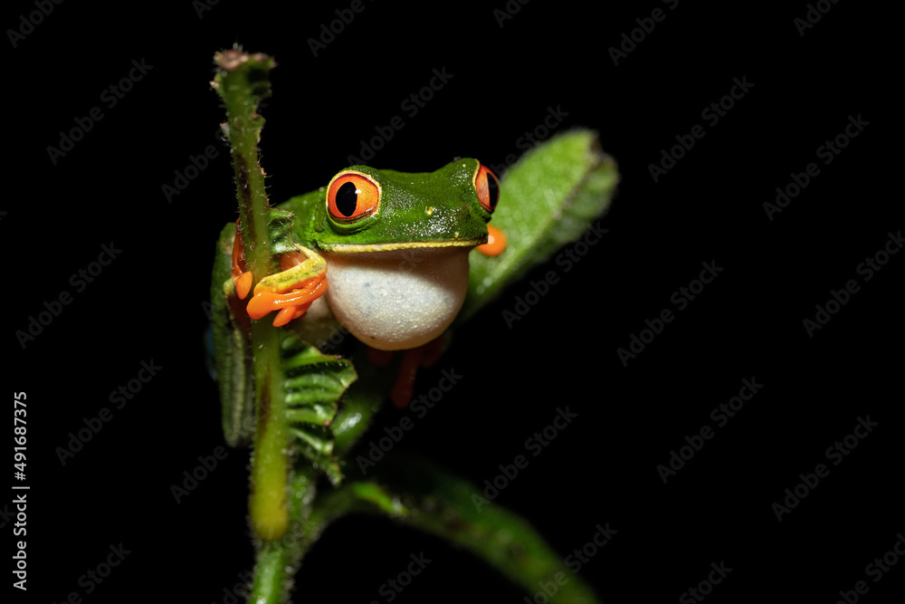 Agalychnis callidryas, known as the red-eyed tree frog, is an arboreal ...