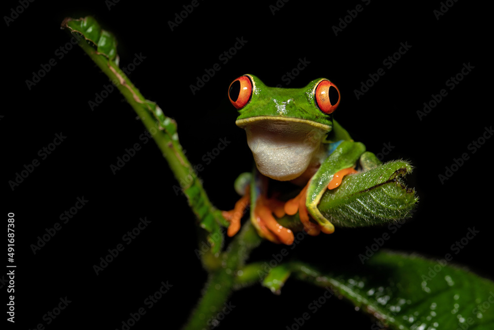 Agalychnis callidryas, known as the red-eyed tree frog, is an arboreal ...