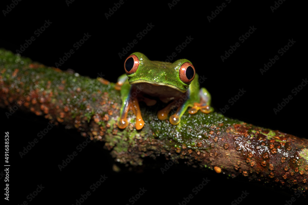Foto Stock Agalychnis saltator is a species of frog in the family ...