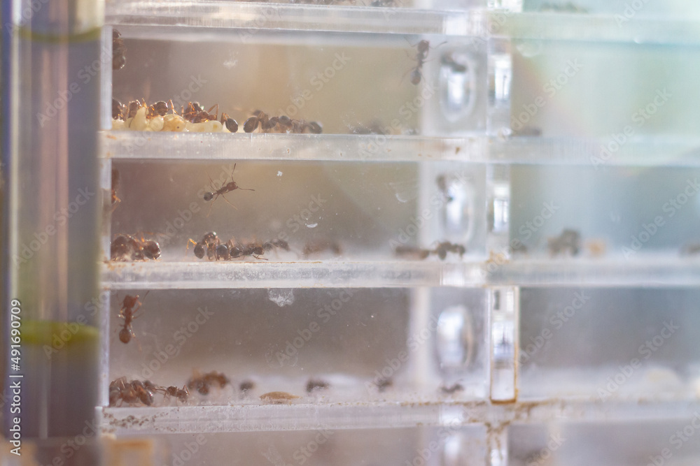 Foto de An ant farm with a colony of ants in a transparent container ...