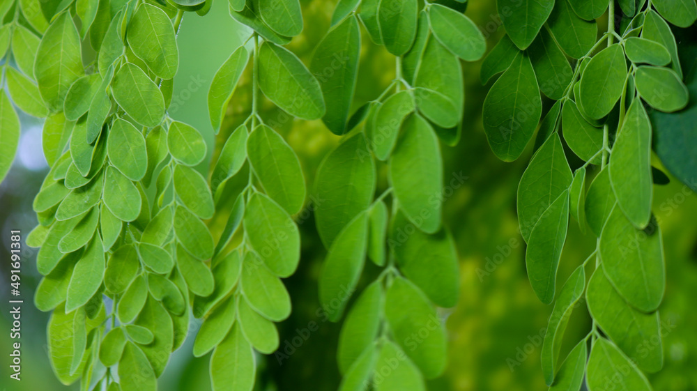 Fresh Green Moringa leaves Medicinal Plant (Moringa oleifera Lamk ...