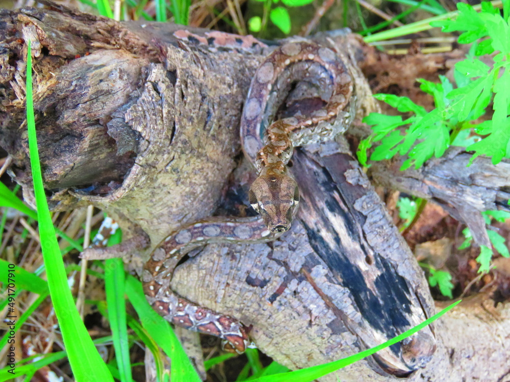 harmless snakes, poisonous snakes such as rattlesnakes, handling of ...