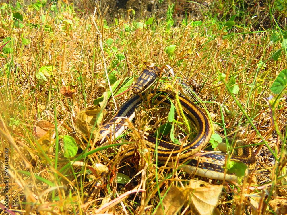 harmless snakes, poisonous snakes such as rattlesnakes, handling of ...