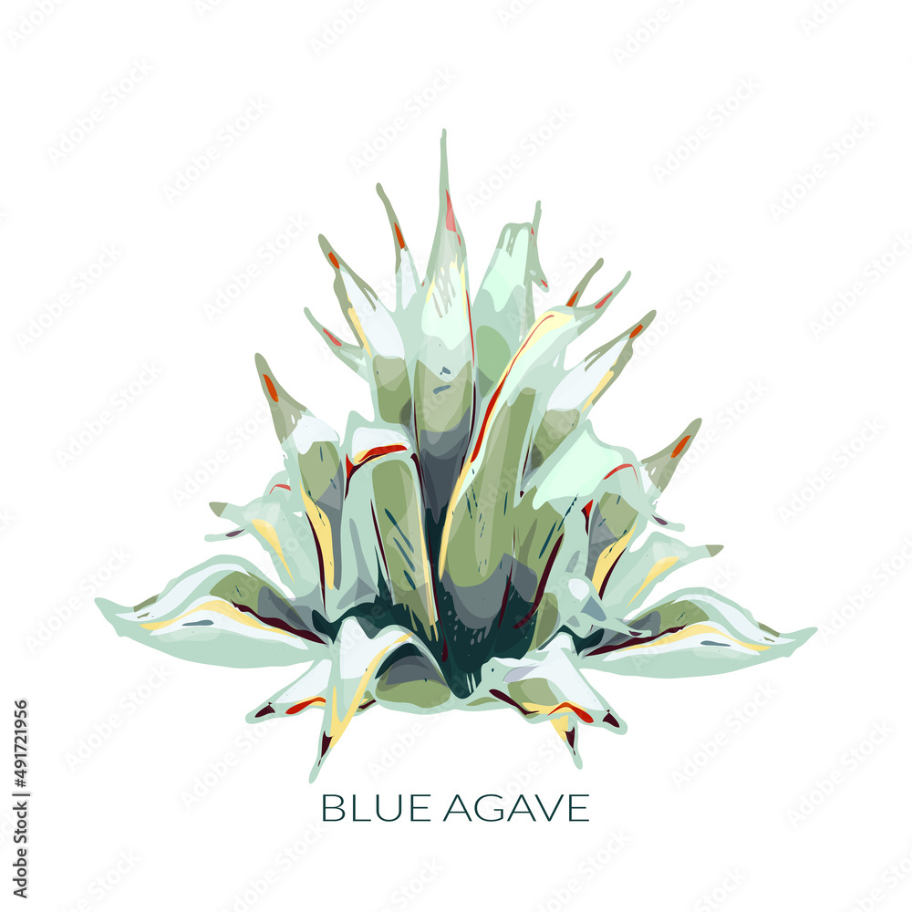 16_blue agave graphic colored blue agave, main ingredient of tequila ...