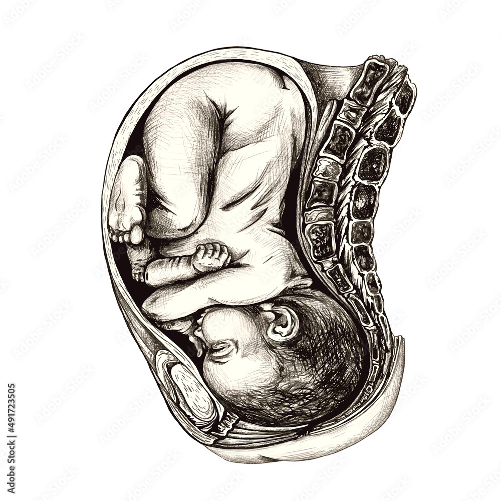 4_anatomical drawing of a baby in the womb baby in the womb, detailed ...