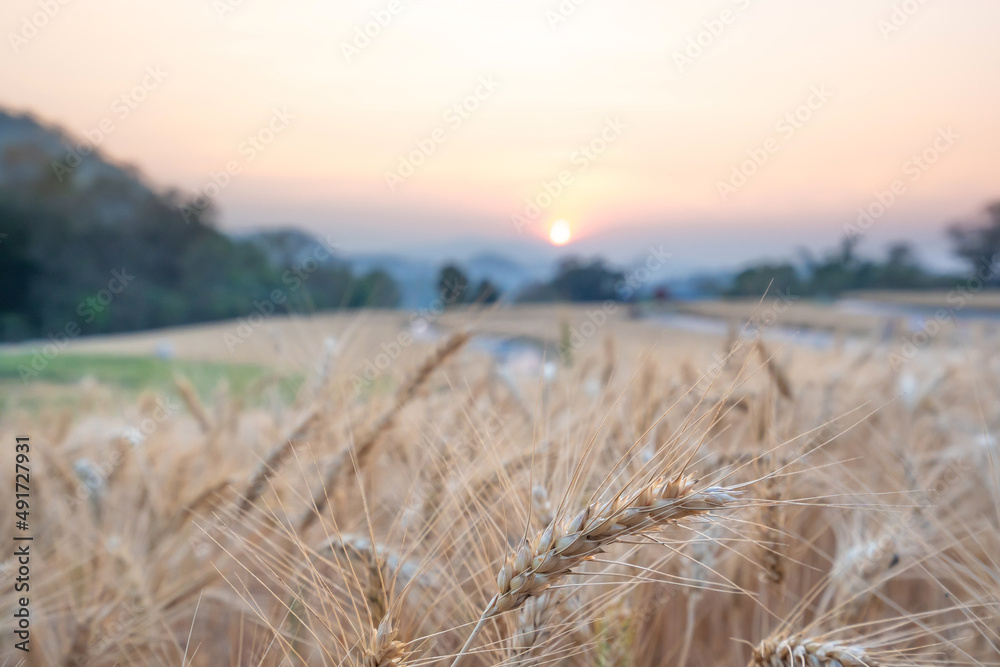 Foto de Beautiful barley field conversion rice golden color with sunset ...