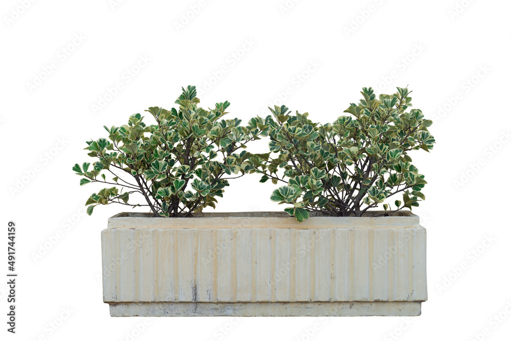 Mistletoe Fig, Mistletoe Rubber Plant or Ficus triangularis variegata ...