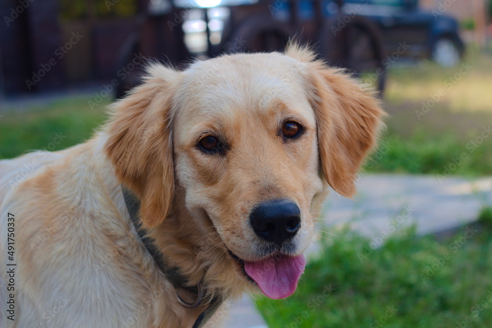 Perro labrador joven disfrutando de un día soleado en el campo al ...
