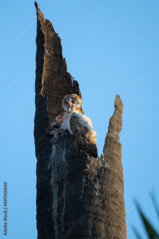 Barn Owl.Tyto alba rests in a nest on a dead perennial tree.Pathum ...