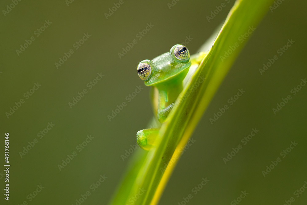 Centrolene prosoblepon is a species of frog in the family Centrolenidae ...