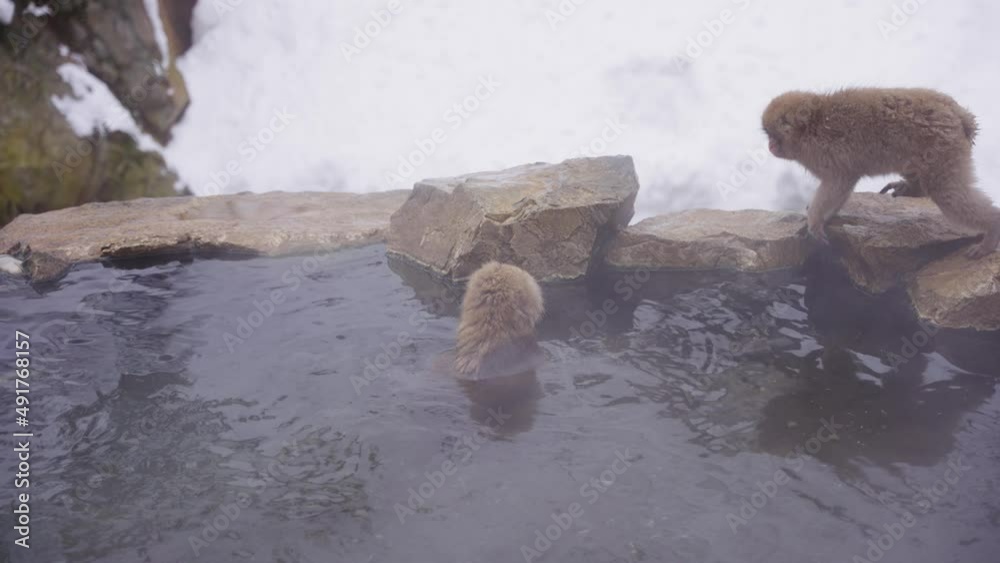 Playful Snow Monkeys in Geothermal Hot Springs of Jigokudani Stock ...