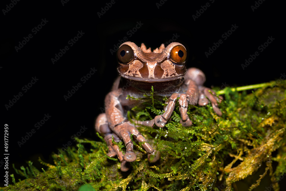 Triprion spinosus, also known as the spiny-headed tree frog, spiny-headed treefrog, spinyhead ...