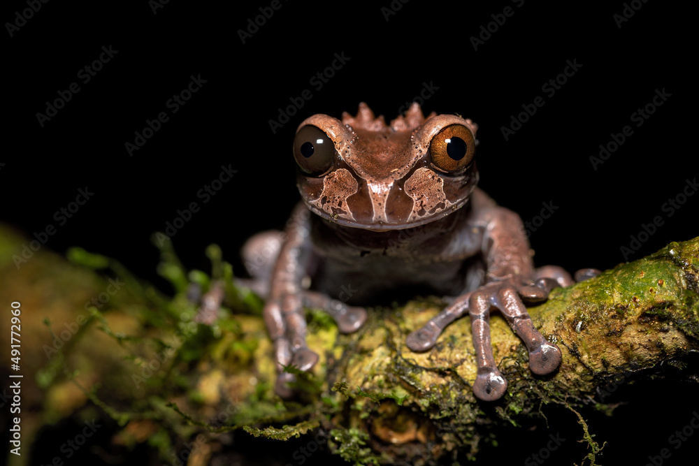 Foto de Triprion spinosus, also known as the spiny-headed tree frog ...