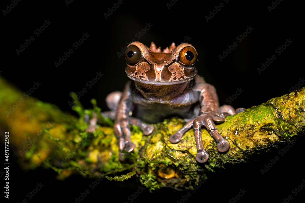Triprion spinosus, also known as the spiny-headed tree frog, spiny ...