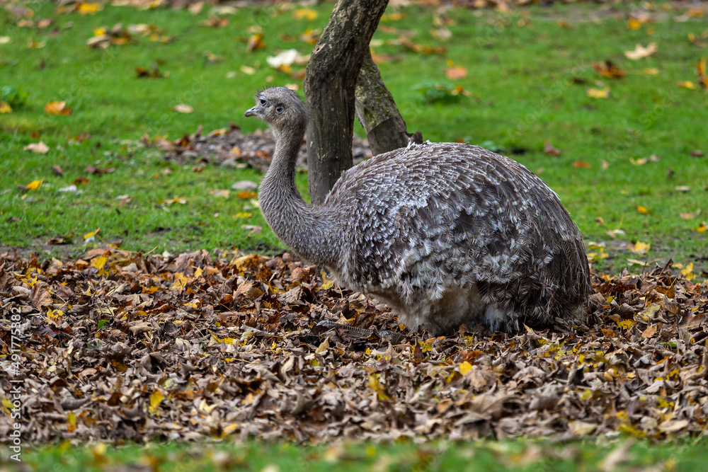 Darwin's rhea, Rhea pennata also known as the lesser rhea. Stock Photo ...