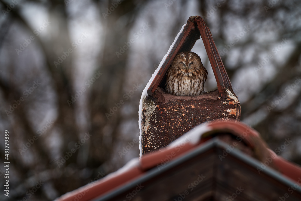 Owl - urban wildlife. Tawny Owls, Strix aluco, sitting in the chimney ...