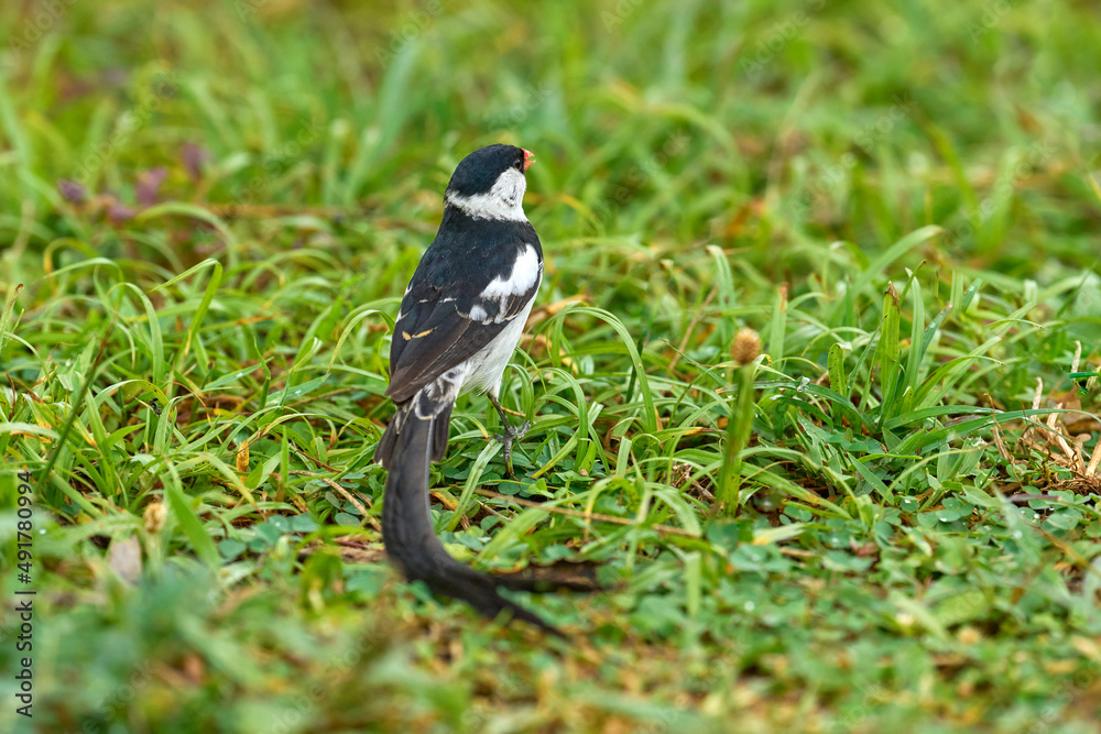 Pin-tailed whydah, Vidua macroura, small songbird with long tail ...