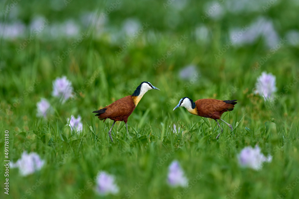 African jacana, Actophilornis africana, colorful african wader with ...