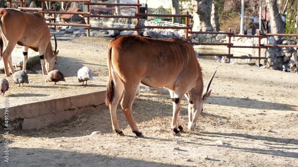 6 young antelope with beautiful sharp and pointed horns feeding from ...