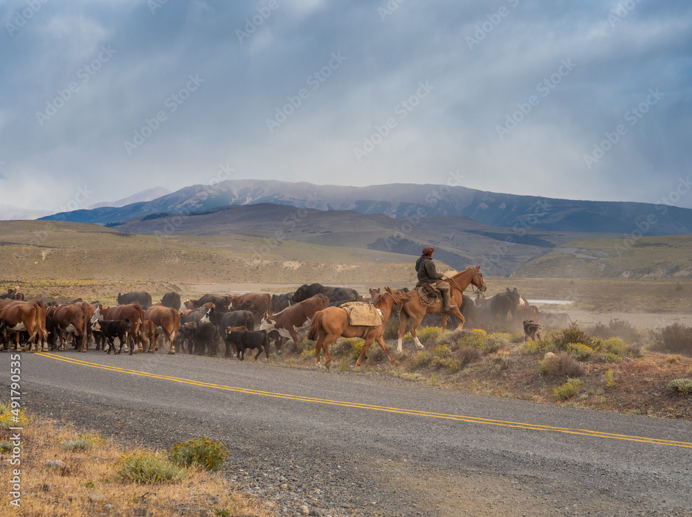 Chilean gauchos (cowboys) moving cattle across the grounds of the ...
