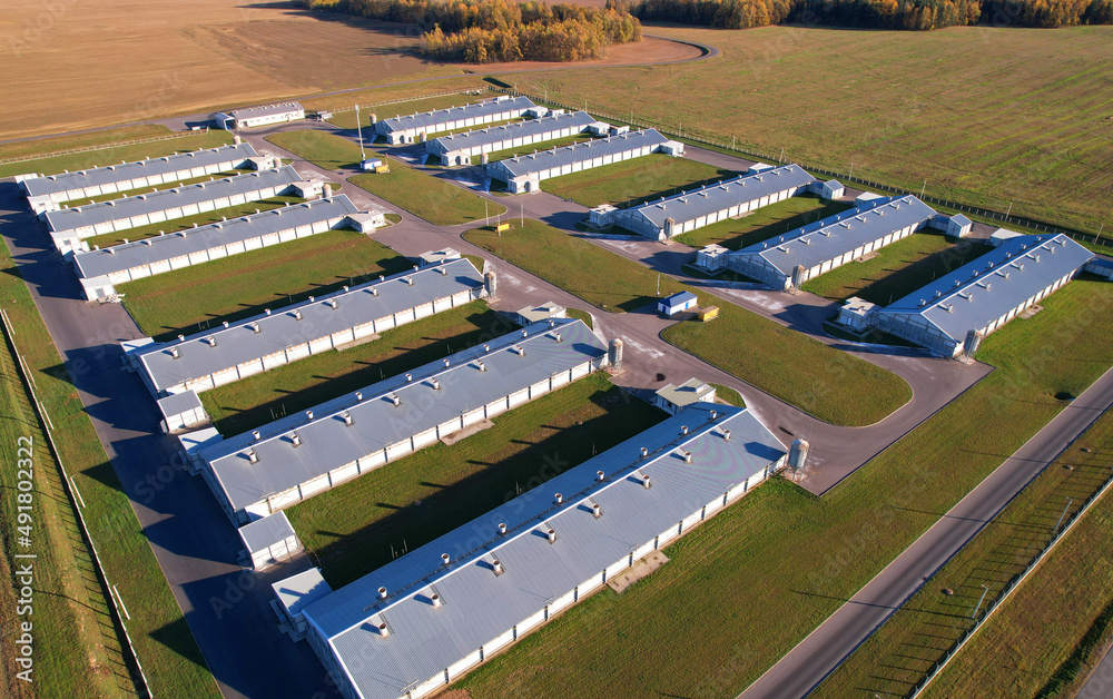 Farm building with cows and pigs in the village, aerial view. Cowshed ...