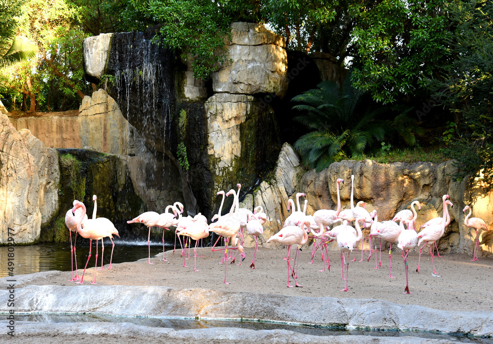 Bird pink flamingo near the pond. Many birds of the pink flamingo ...