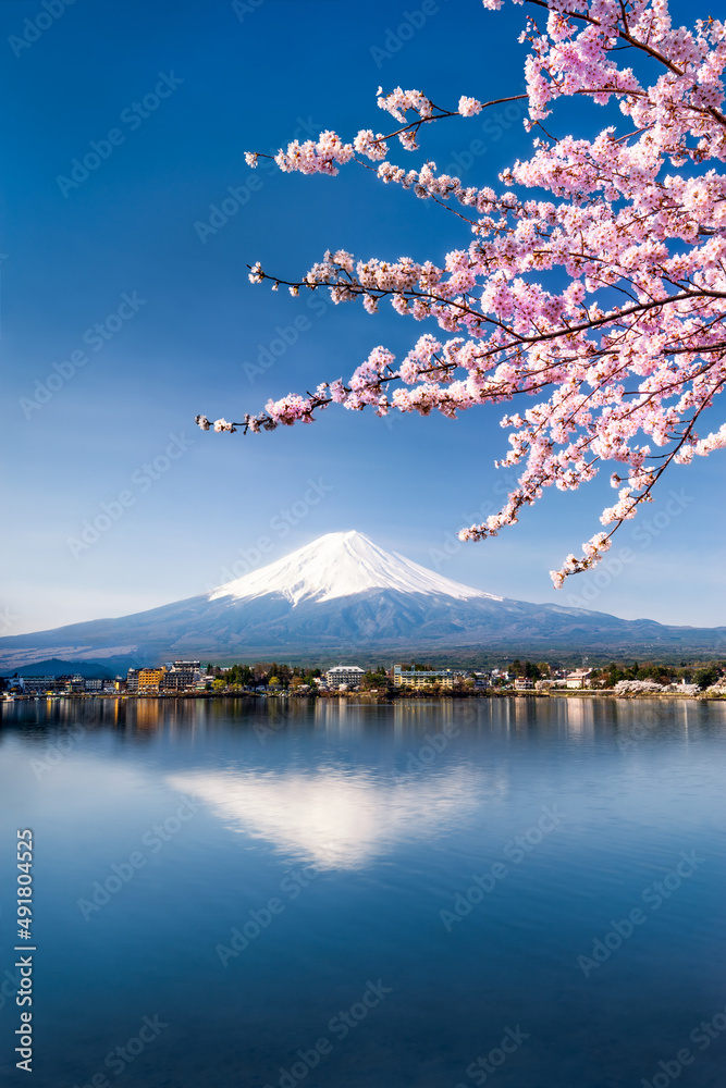 Mount Fuji with cherry blossom tree near Lake Kawaguchi, Kawaguchiko, Yamanashi Prefecture ...