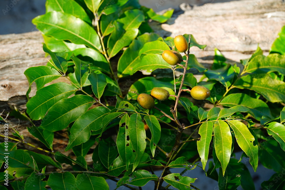 Pitomba (Talisia esculenta) fruit still on the shrub. Healthy fruit of ...