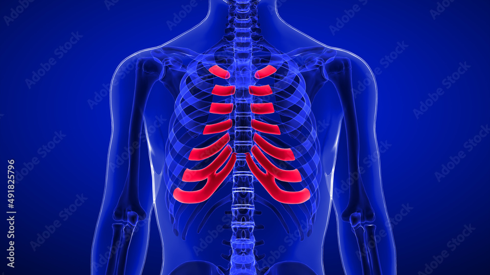 Photo & Art Print The costal cartilages are bars of hyaline cartilage ...
