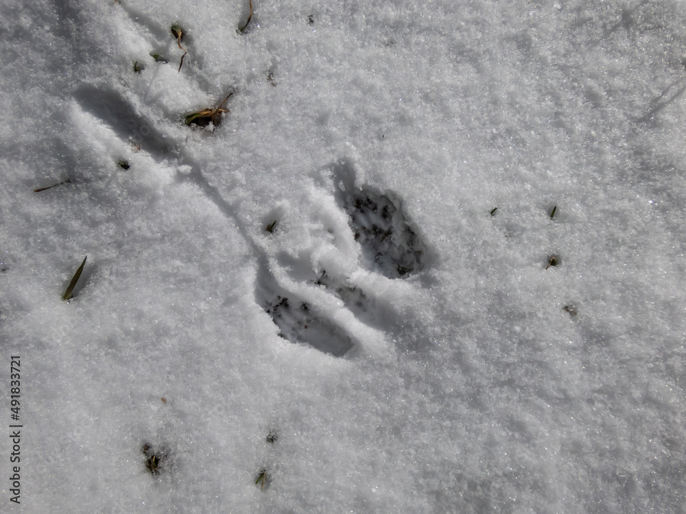 Foto de Small footprints of four paws of Eurasian Red Squirrel (Sciurus ...