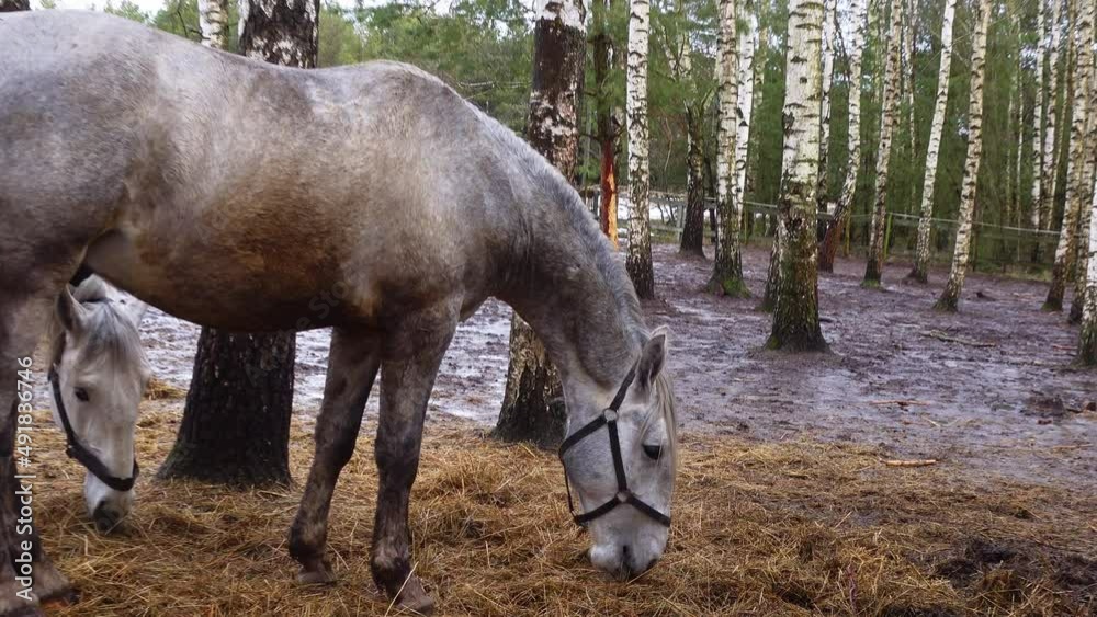 Many horses in the paddock at winter day. Animals naturally dirty ...