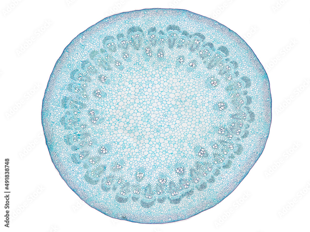 cross section cut slice of plant stem under the microscope ...