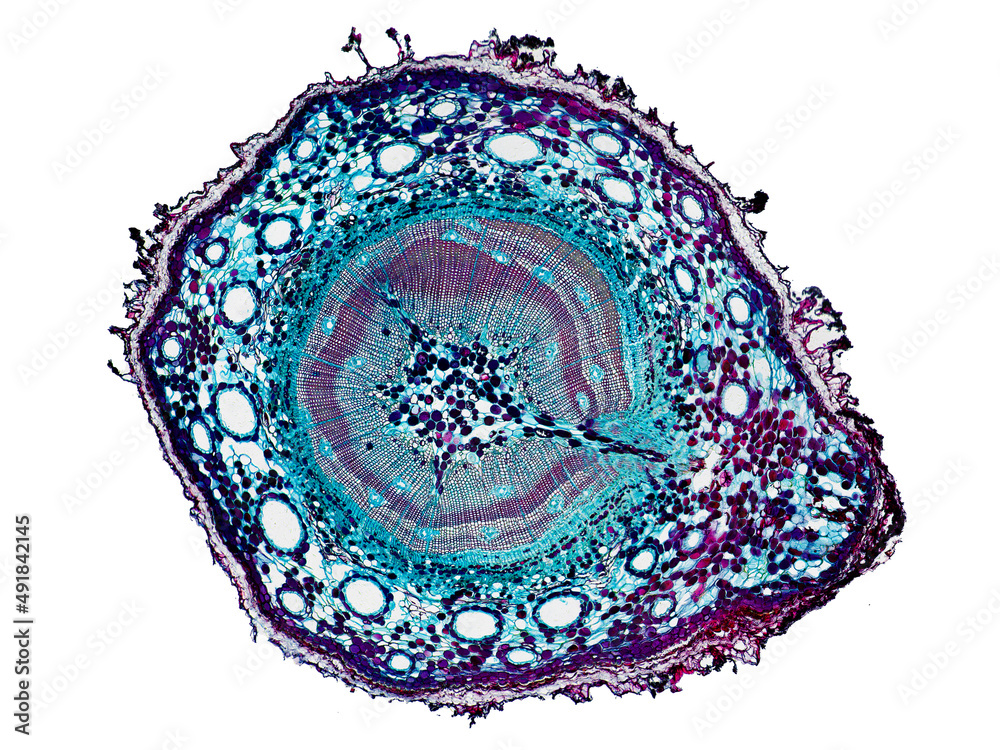 cross section cut slice of plant stem under the microscope ...
