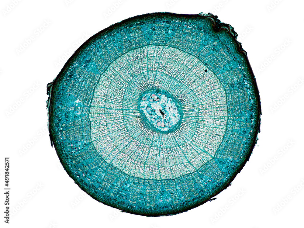 cross section cut slice of plant stem under the microscope ...