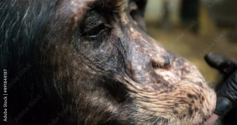 1 a chimpanzee monkey recorded close up where she could clearly see her ...