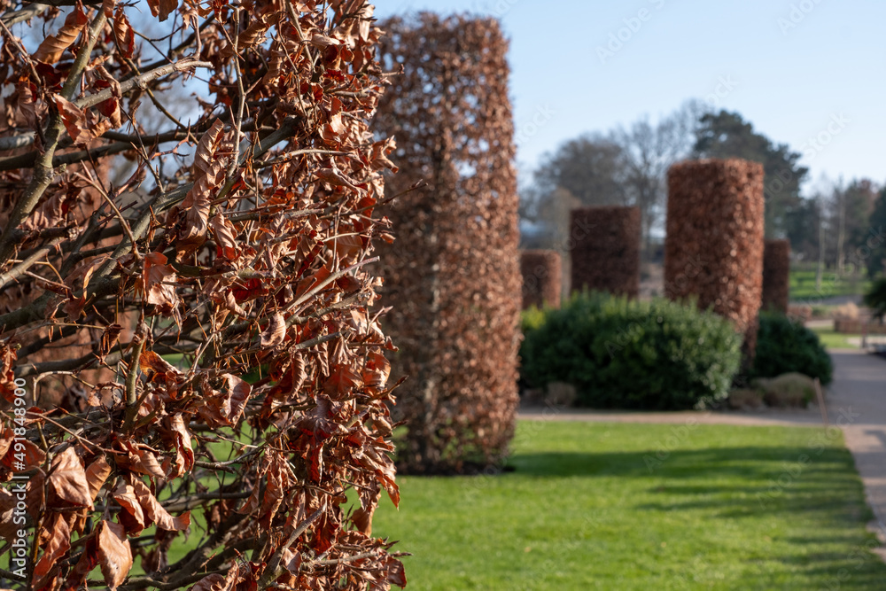Copper beech columns designed by Tom Stuart-Smith in the Bicentenary ...