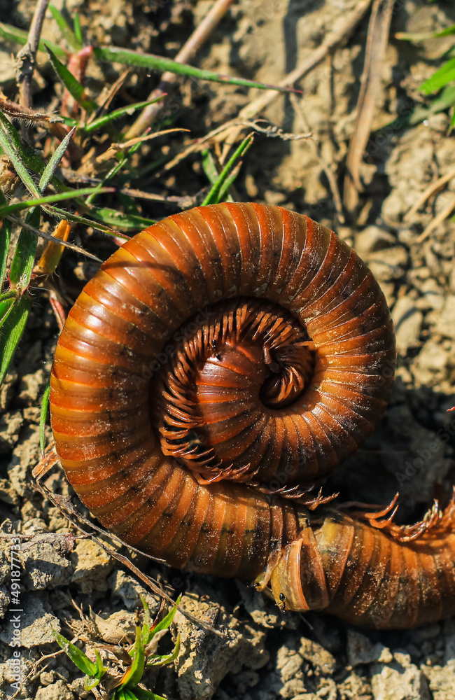 Black millipede. Centipede under the scientific name spirostreptus ...
