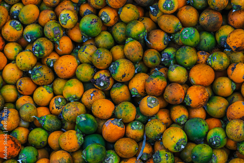 Orange betel nuts or Areca catechu nut fruit bunches in its palm tree ...